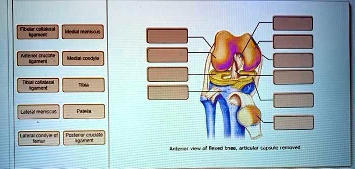 Fibular collateral ligament Anterior cruciate ligament Tibial ...
