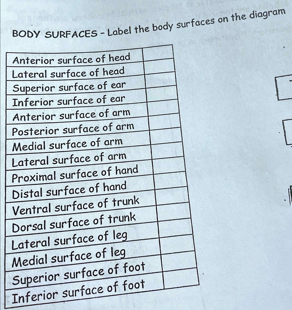 BODY SURFACES - Label the body surfaces on the diagram Anterior surface ...