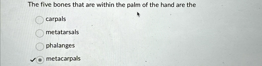 The five bones that are within the palm of the hand are the carpals ...