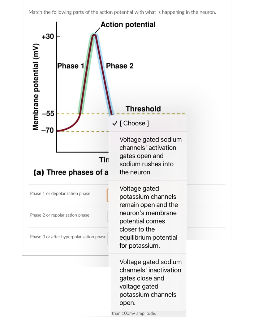 Match the following parts of the action potential with what is happening in the neuron. Action ...