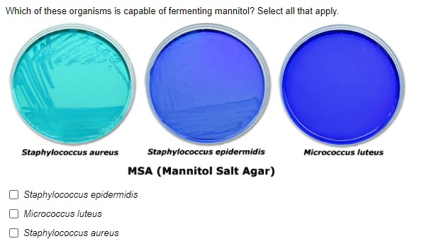 SOLVED: Which of these organisms is capable of fermenting mannitol ...
