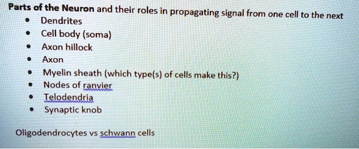 SOLVED: Parts of the Neuron and their roles in propagating signals from one cell to the next ...