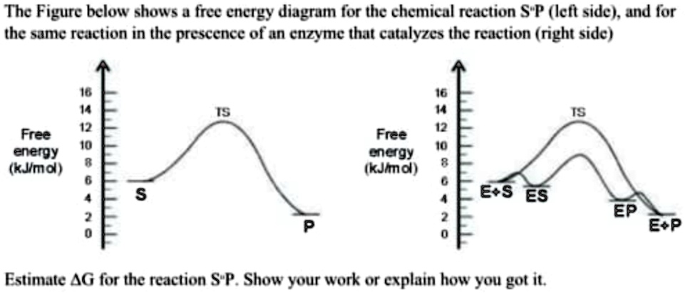 the figure below shows a free energy diagram for the chemical reaction ...