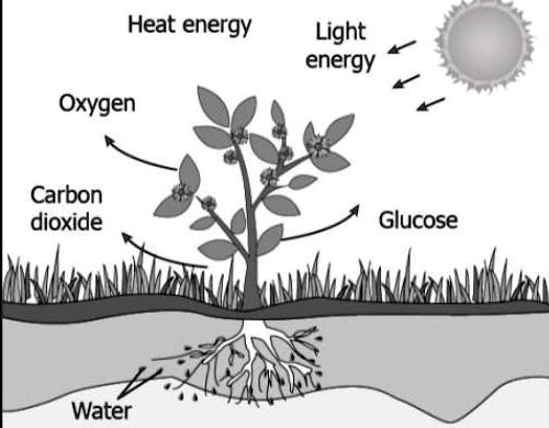 Heat energy Light energy Oxygen Carbon dioxide Glucose Water