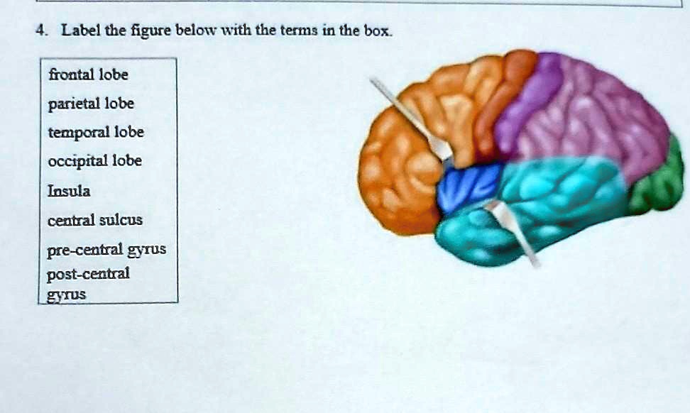 SOLVED: Label the figure below with the terms in the box: frontal lobe ...
