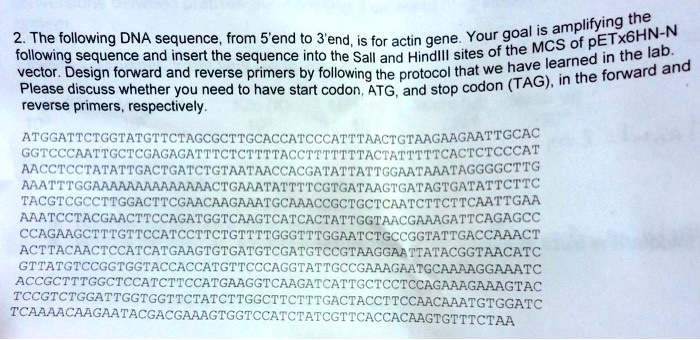SOLVED: amplifying the 2. The following DNA sequence, from S*end to 3 ...