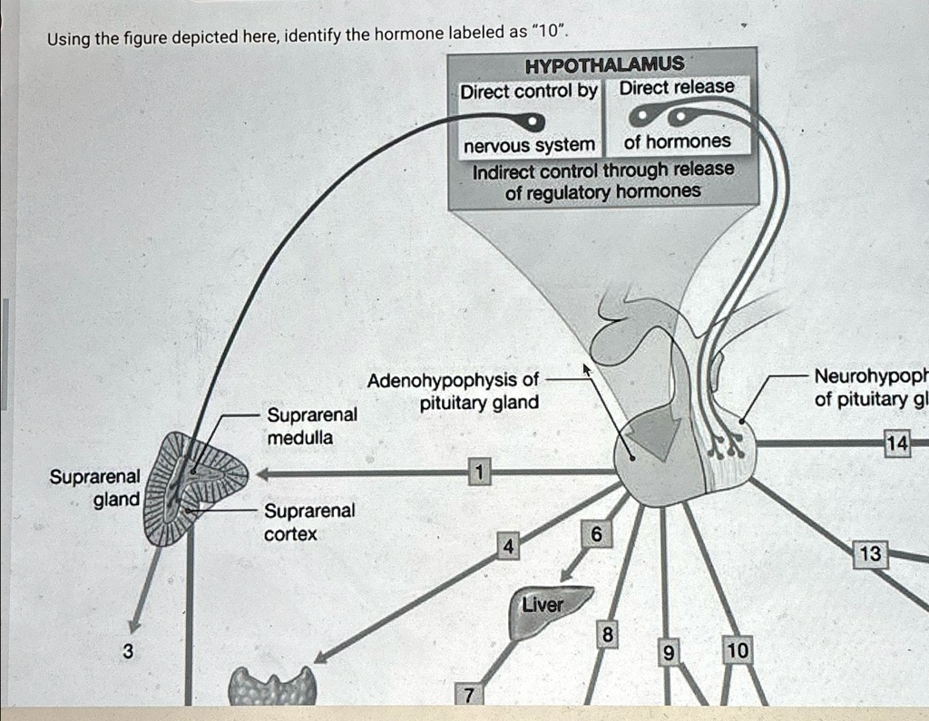Using the figure depicted here, identify the hormone labeled as "10 ...