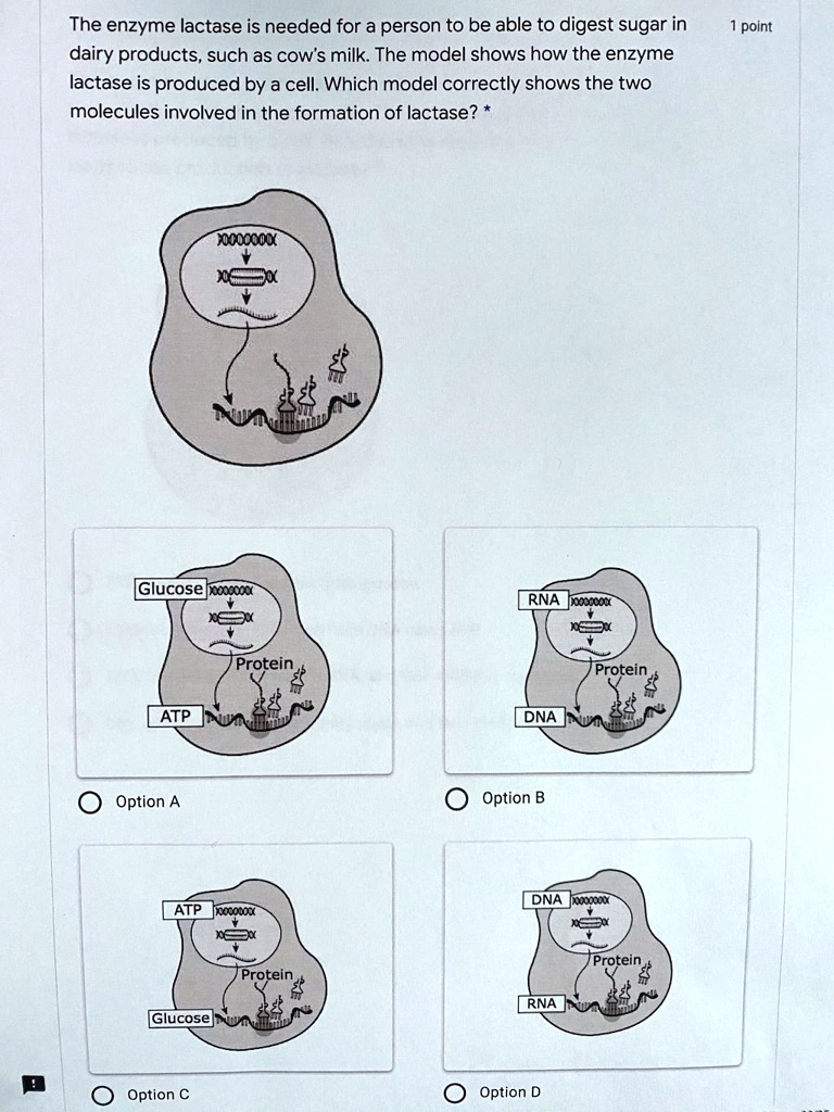 SOLVED: The enzyme lactase is needed for a person to be able to digest ...