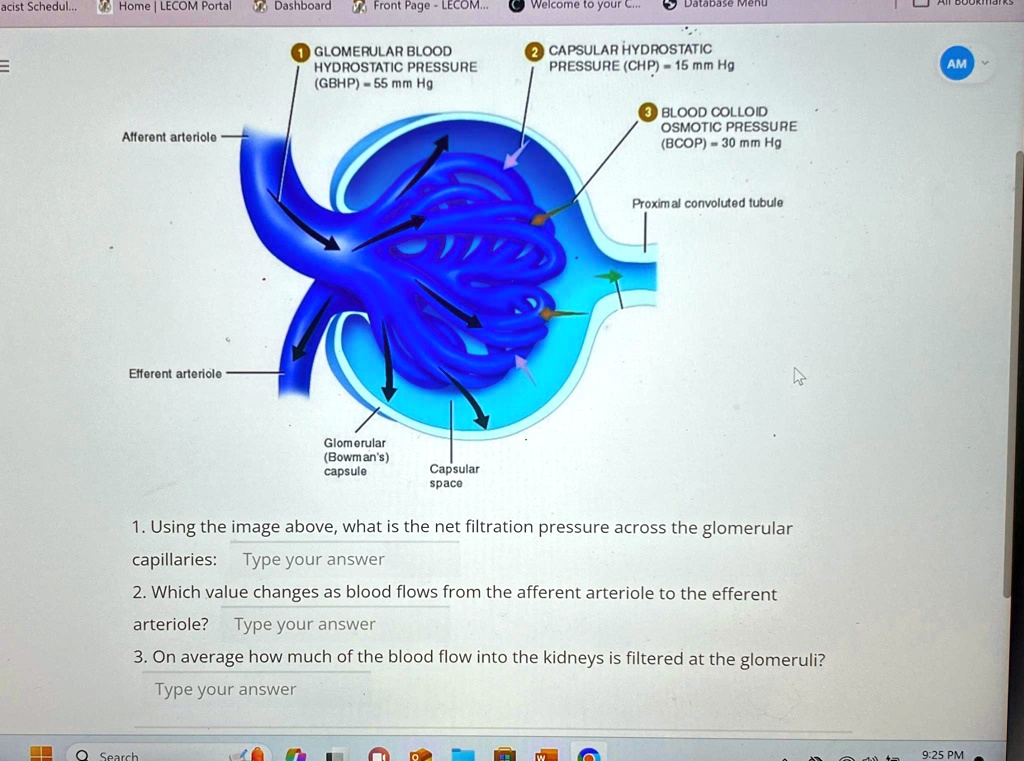 SOLVED: acist Schedule Home | LECOM Portal Dashboard LECOM Welcome to your 1. GLOMERULAR BLOOD ...