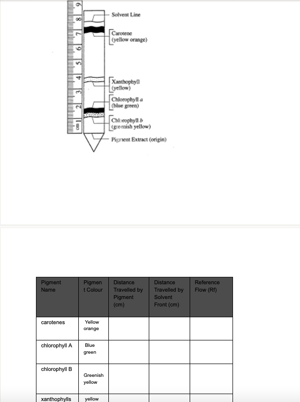 SOLVED: MODULE 5 LESSON 2 LAB: Using Chromatography to Separate Plant ...