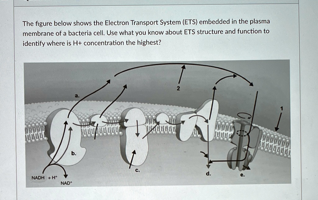 the figure below shows the electron transport system ets embedded in ...