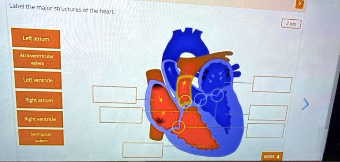 Label the major structures of the heart. 2 pts Left atrium ...