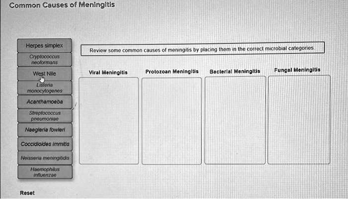 Solved Common Causes Of Meningitis Review Some Common Causes Of