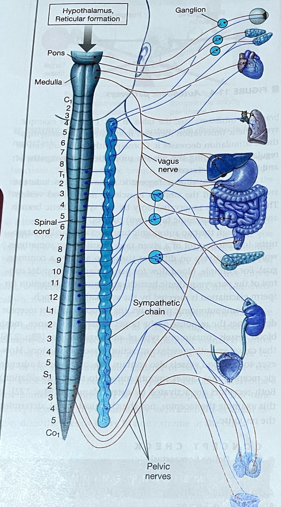 What are the two structural distinctions between sympathetic and ...