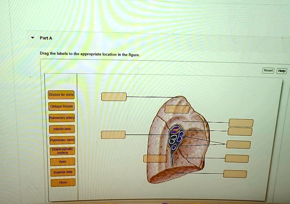 ? Part A Drag the labels to the appropriate location in the figure ...