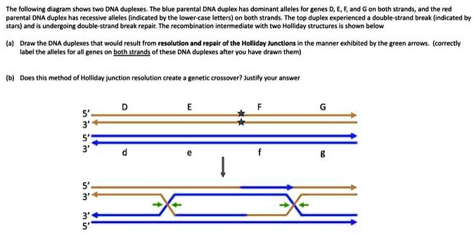 SOLVED: The following diagram shows two DNA duplexes. The blue parental ...