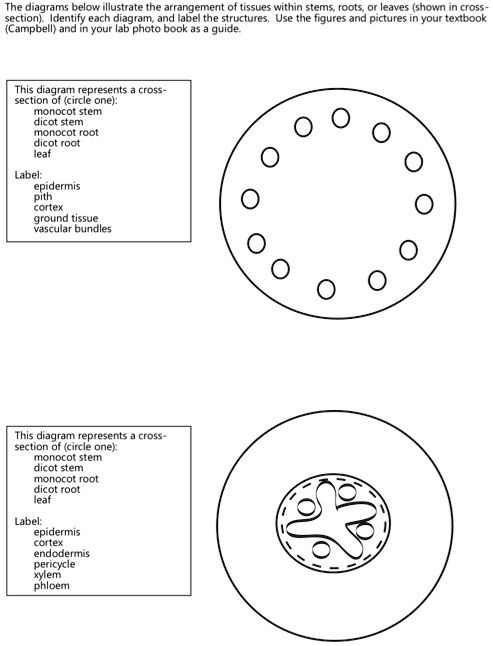 SOLVED: The diagrams below illustrate the arrangement of tissues within ...
