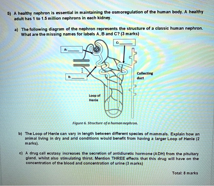 A healthy nephron is essential in maintaining the osmoregulation of the ...