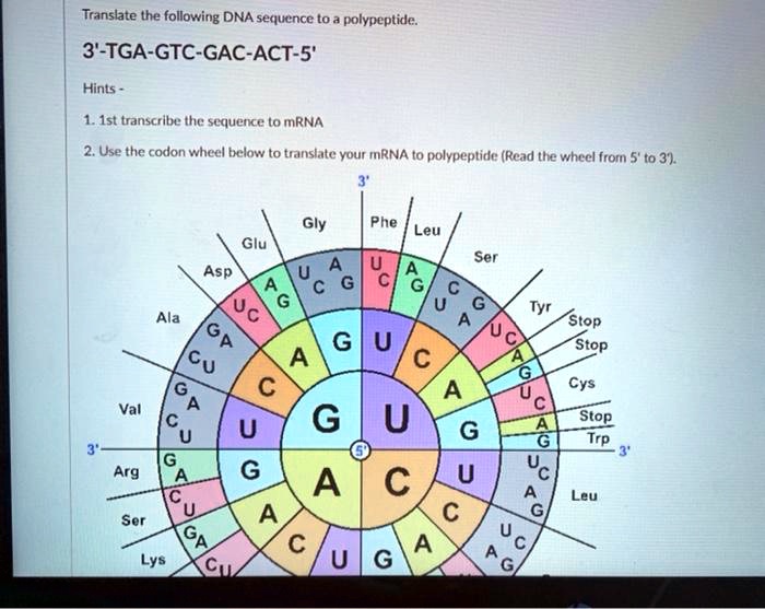 translate the following dna sequence to a polypeptide 3 tga gtc gac act ...
