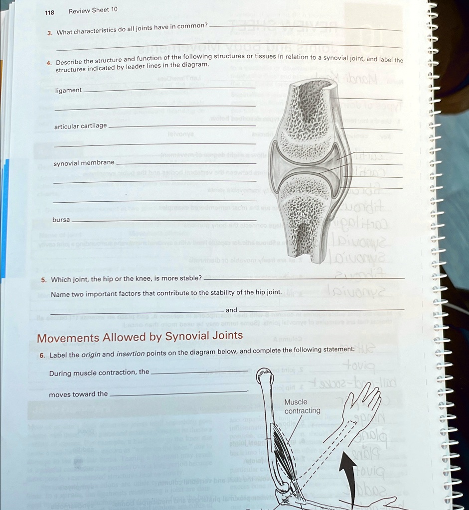 SOLVED: 118 Review Sheet 10 3. What characteristics do all joints have in common? 4. Describe ...