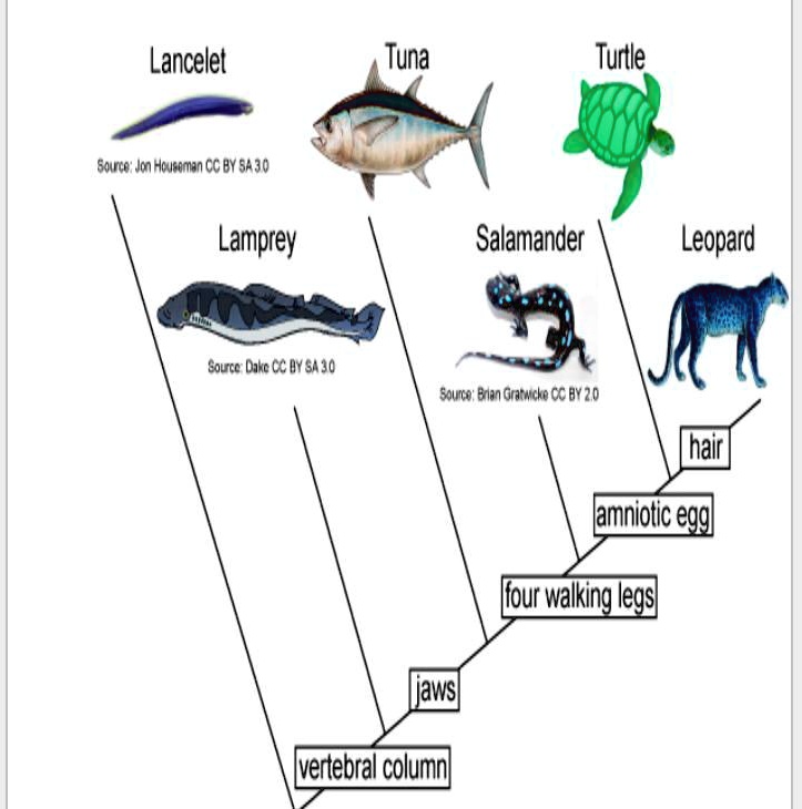 Lancelet Tuna Turtle Source: Jon Houseman CC BY SA 3.0 Lamprey ...