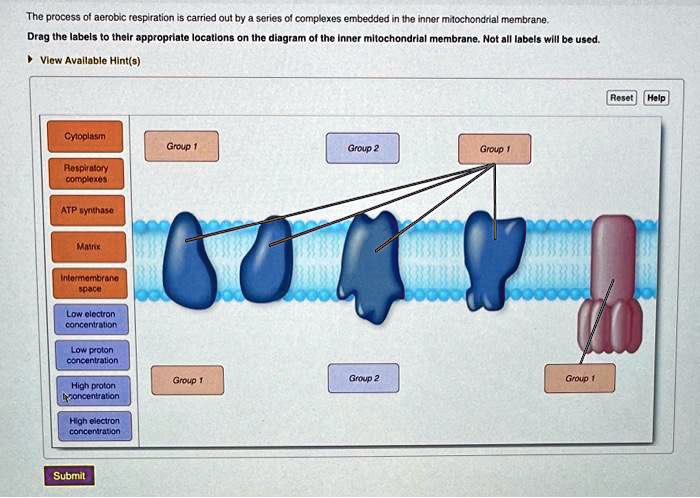 The process of aerobic respiration is carried out by a series of ...