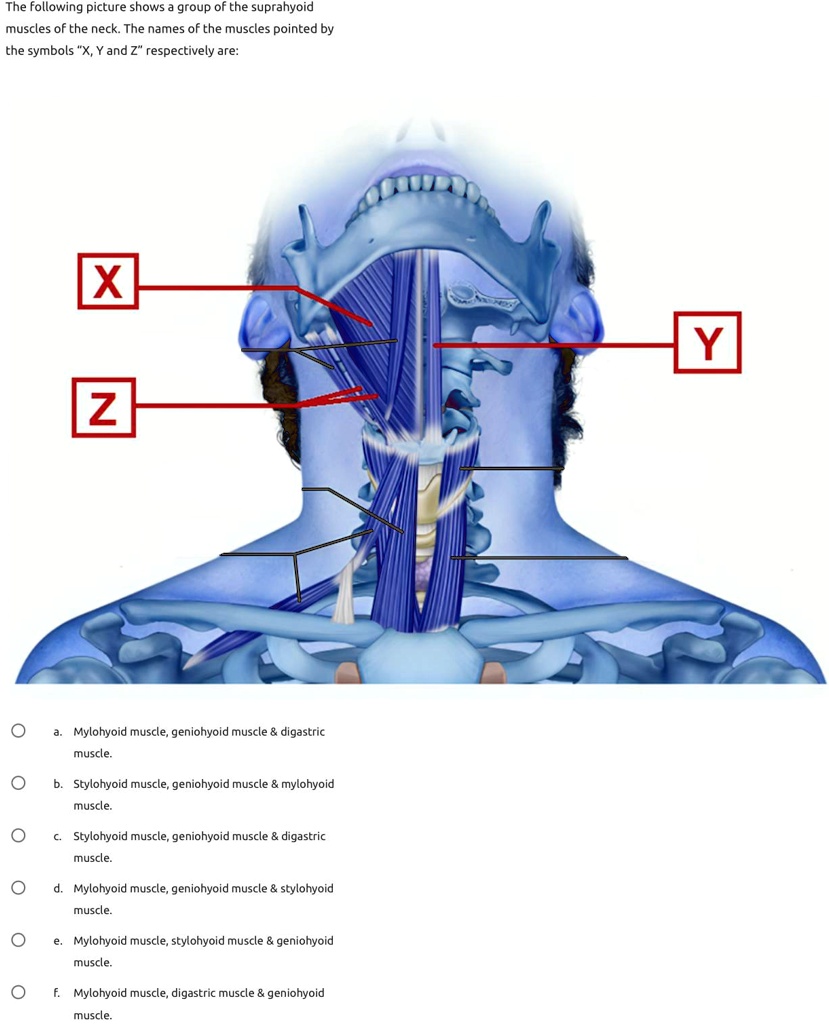 The following picture shows a group of the suprahyoid muscles of the ...