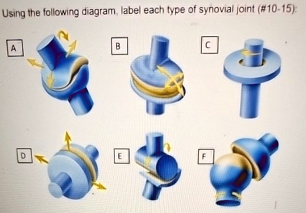 Using the following diagram, label each type of synovial joint ( #10-15 ): C D E F Using the ...