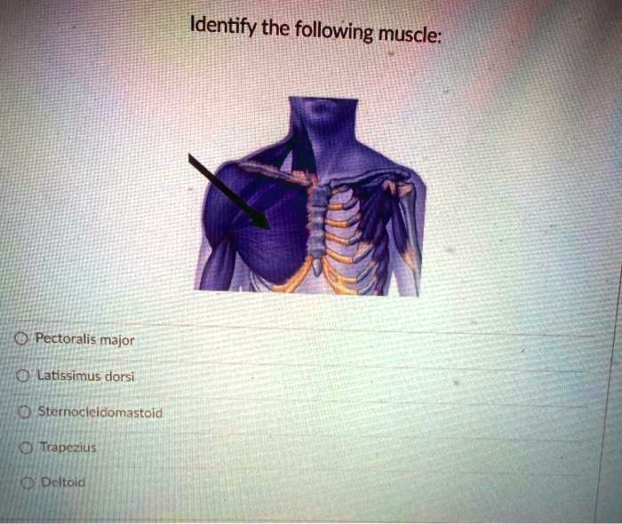 SOLVED: Identify the following muscle: Pectoralis major Latissimus ...