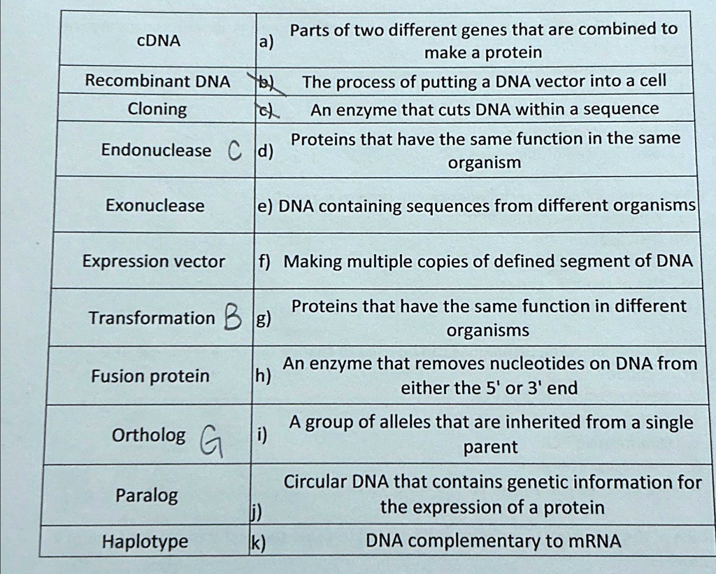 SOLVED: Table: cDNA - Parts of two different genes that are combined to make a protein ...