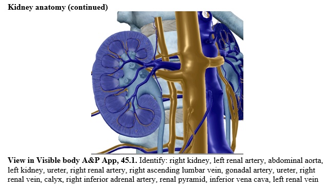 Kidney anatomy (continued) View in Visible body A P App, 45.1. Identify ...