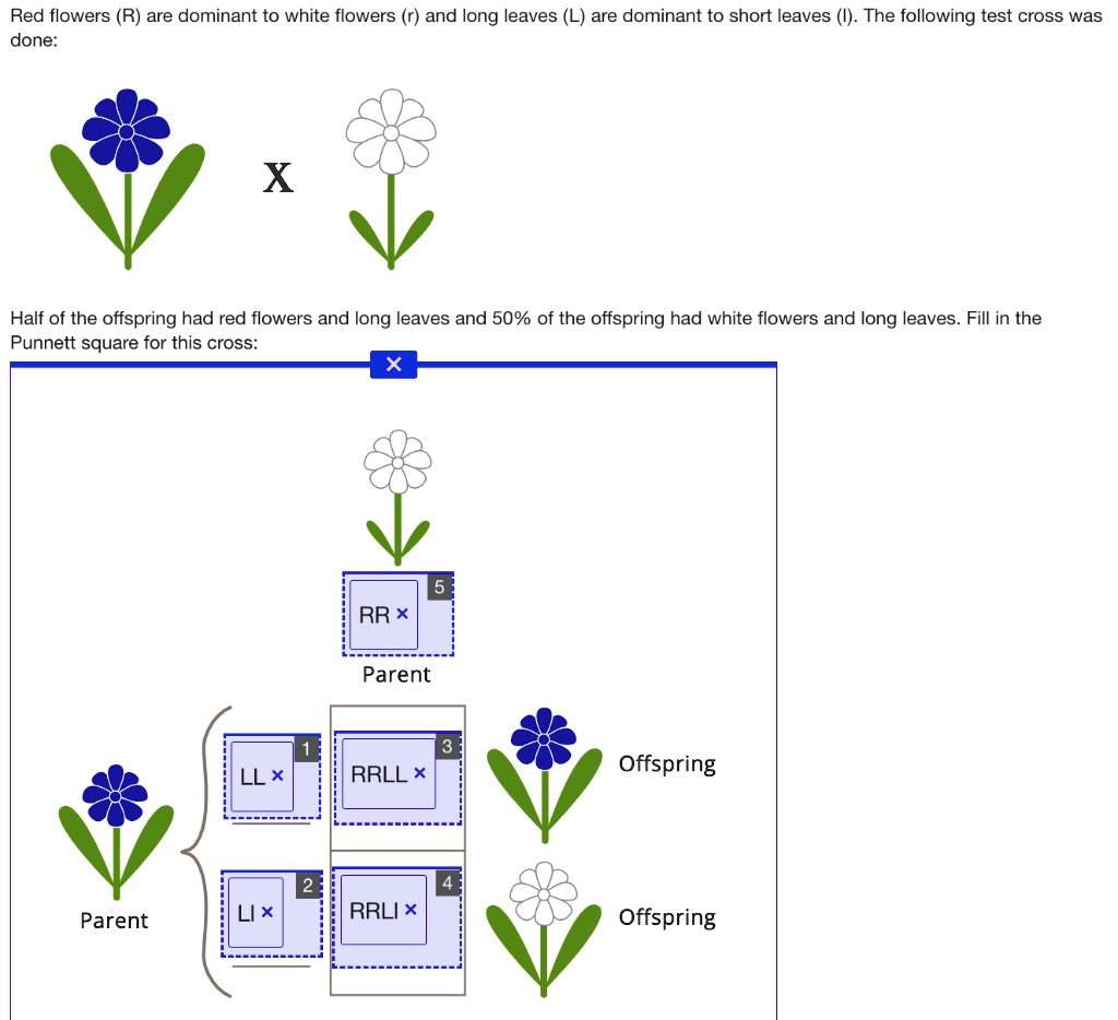 Red flowers (R) are dominant to white flowers (r) and long leaves (L ...