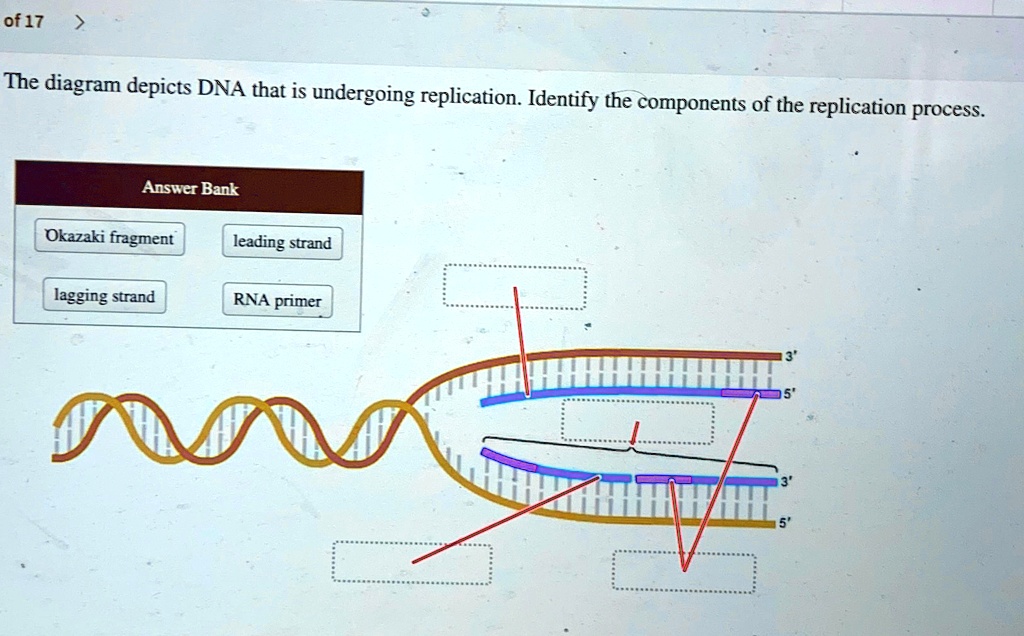 of 17 > The diagram depicts DNA that is undergoing replication ...
