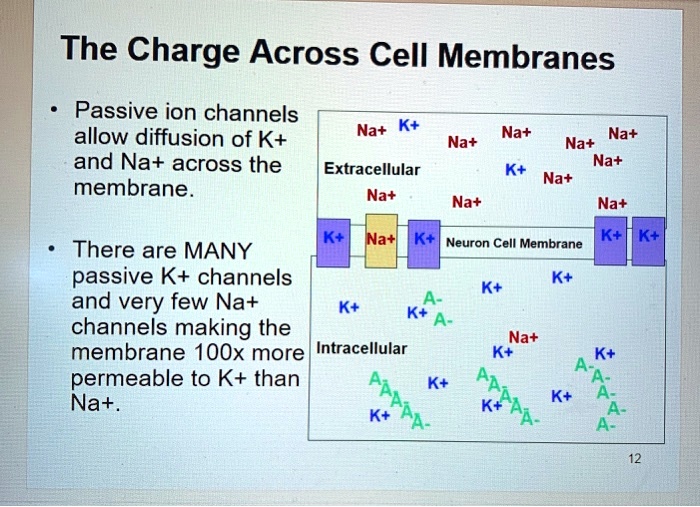 SOLVED: The Charge Across Cell Membranes: Passive Ion Channels The ...