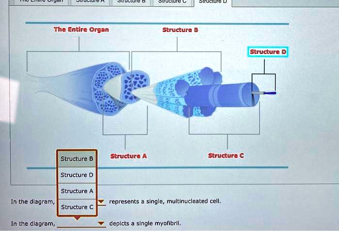 SOLVED: The Entire Organ Structure Structure Structure 8 Structure A Structura Structure ...