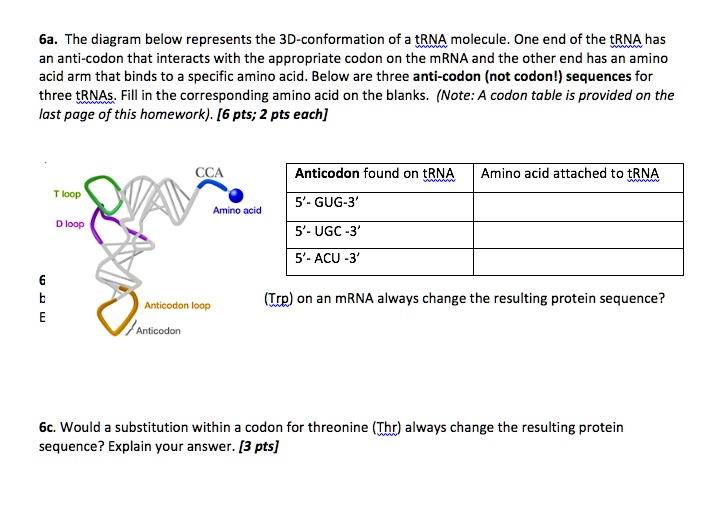 SOLVED: 6a. The diagram below represents the 3D-conformation of a tRNA molecule One end of the ...