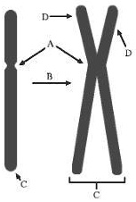 A diagram shows a chromosome before and after replication. Before ...