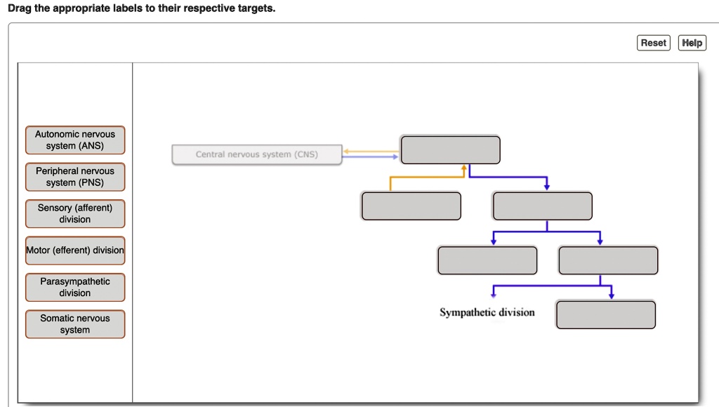 Drag the appropriate labels to their respective targets. Autonomic ...