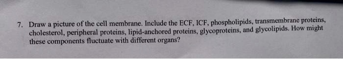 SOLVED: Draw picture of the cell membrane; Include the ECF, ICF ...