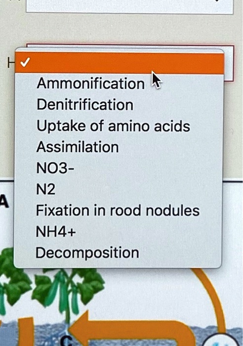 SOLVED: Ammonification Denitrification Uptake of amino acids ...
