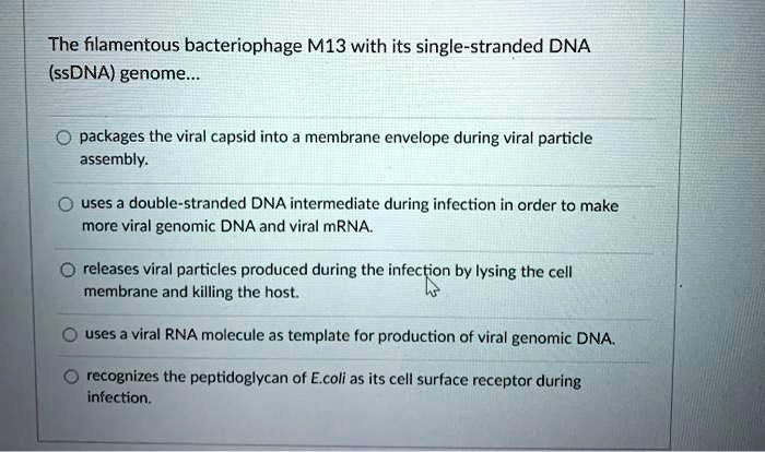 SOLVED: The filamentous bacteriophage M13 with its single-stranded DNA ...