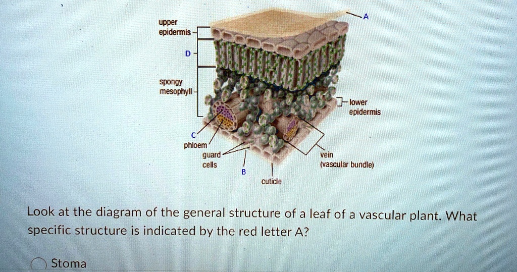 upper epidermis d spongy mesophyll c phloem guard cells b cuticle a ...
