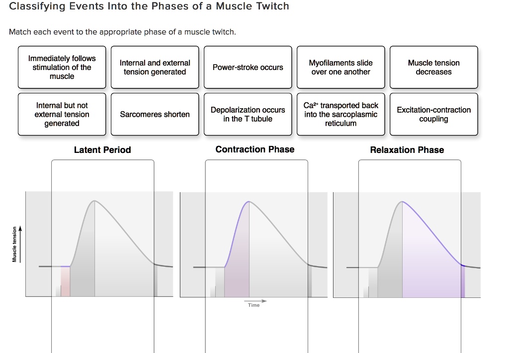 Classifying Events Into the Phases of a Muscle Twitch Match each event ...