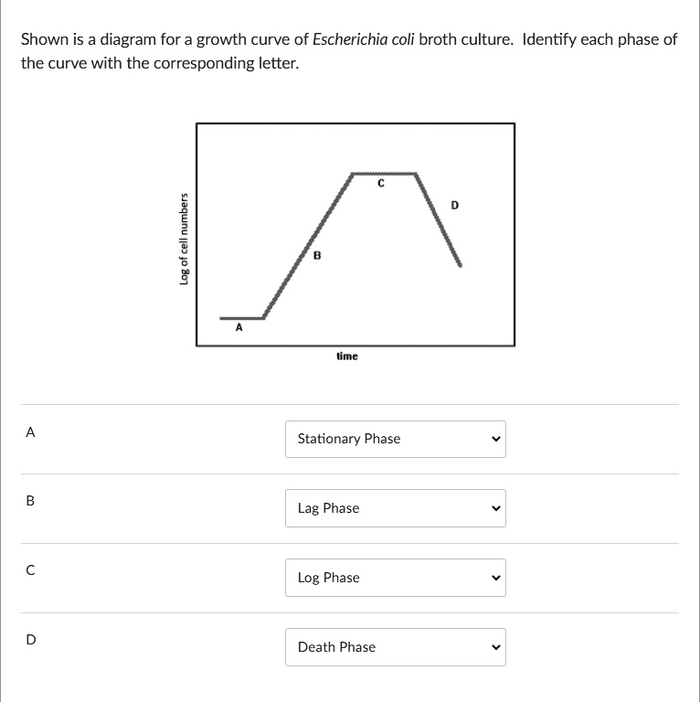SOLVED: Shown is a diagram for a growth curve of Escherichia coli broth culture. Identify each ...