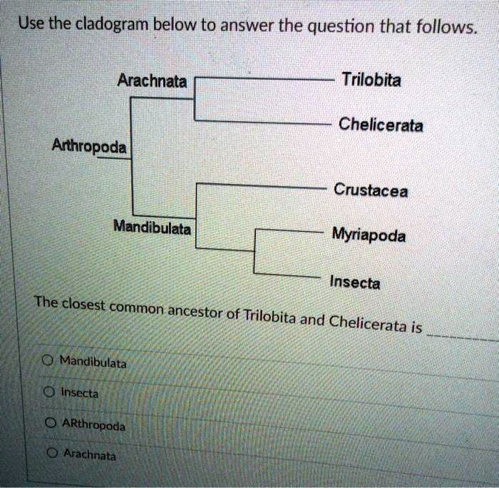 use the cladogram below to answer the question that follows arachnata ...