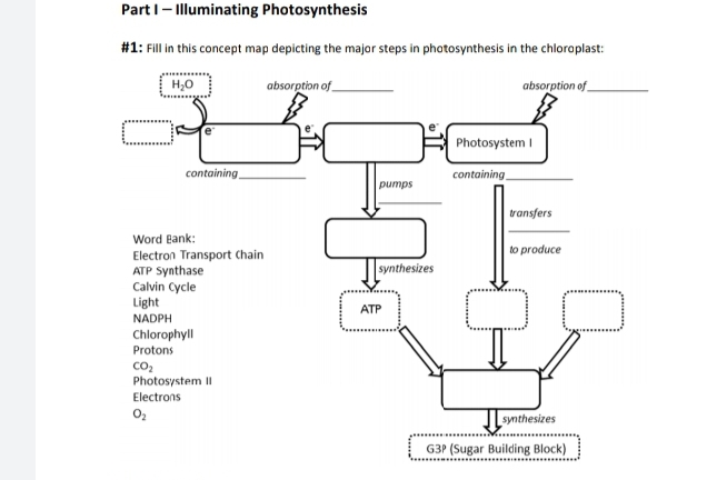 Part I-Illuminating Photosynthesis #1: Fill in this concept map ...