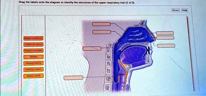 Drag the labels onto the diagram to identify the structures of the upper respiratory tract (1 of ...