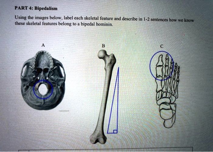 SOLVED: PART 4: Bipedalism Using the images below; label each skeletal ...
