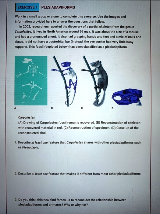EXERCISE 1 PLESIADAPIFORMS Work in a small group or alone to complete ...