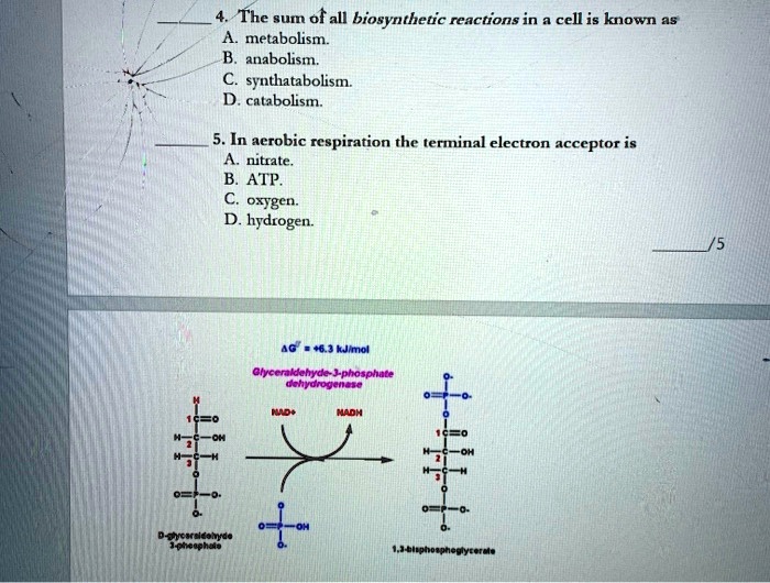 SOLVED: The sum of all biosynthetic reactions in a cell is known as ...